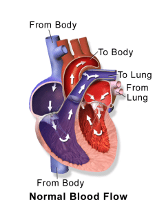 Cardiac Physiology in CHDs - TeachMePaediatrics